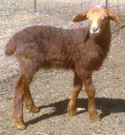 Shear Perfection Ranch California Red Sheep - Lambs