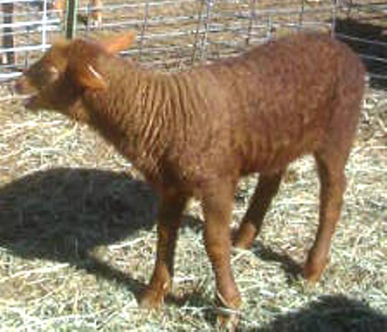 Shear Perfection Ranch California Red Sheep - Lambs