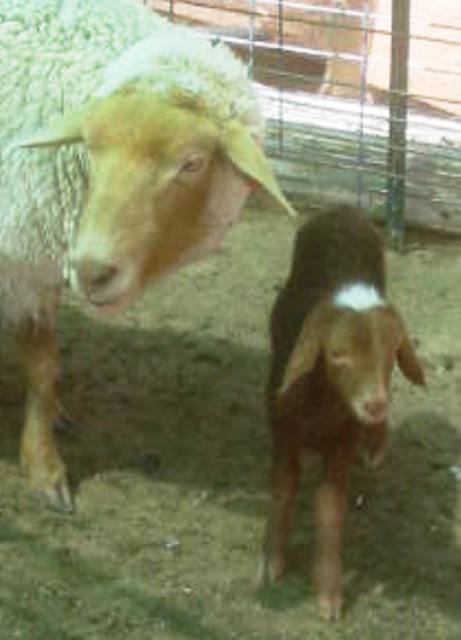 Shear Perfection Ranch California Red Sheep - Lambs