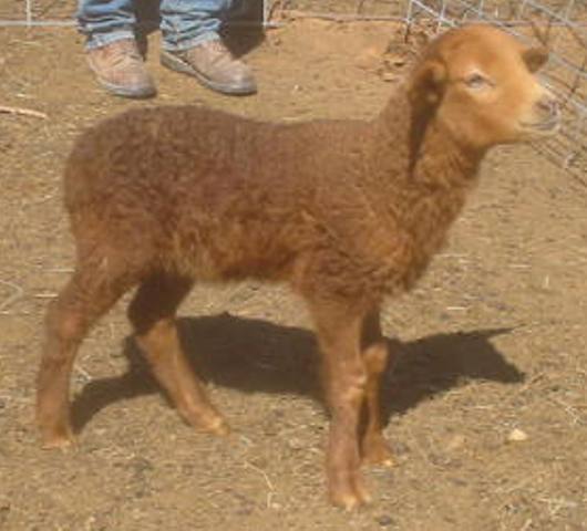 Shear Perfection Ranch California Red Sheep - Lambs