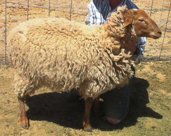 Shear Perfection Ranch California Red Sheep - Rams